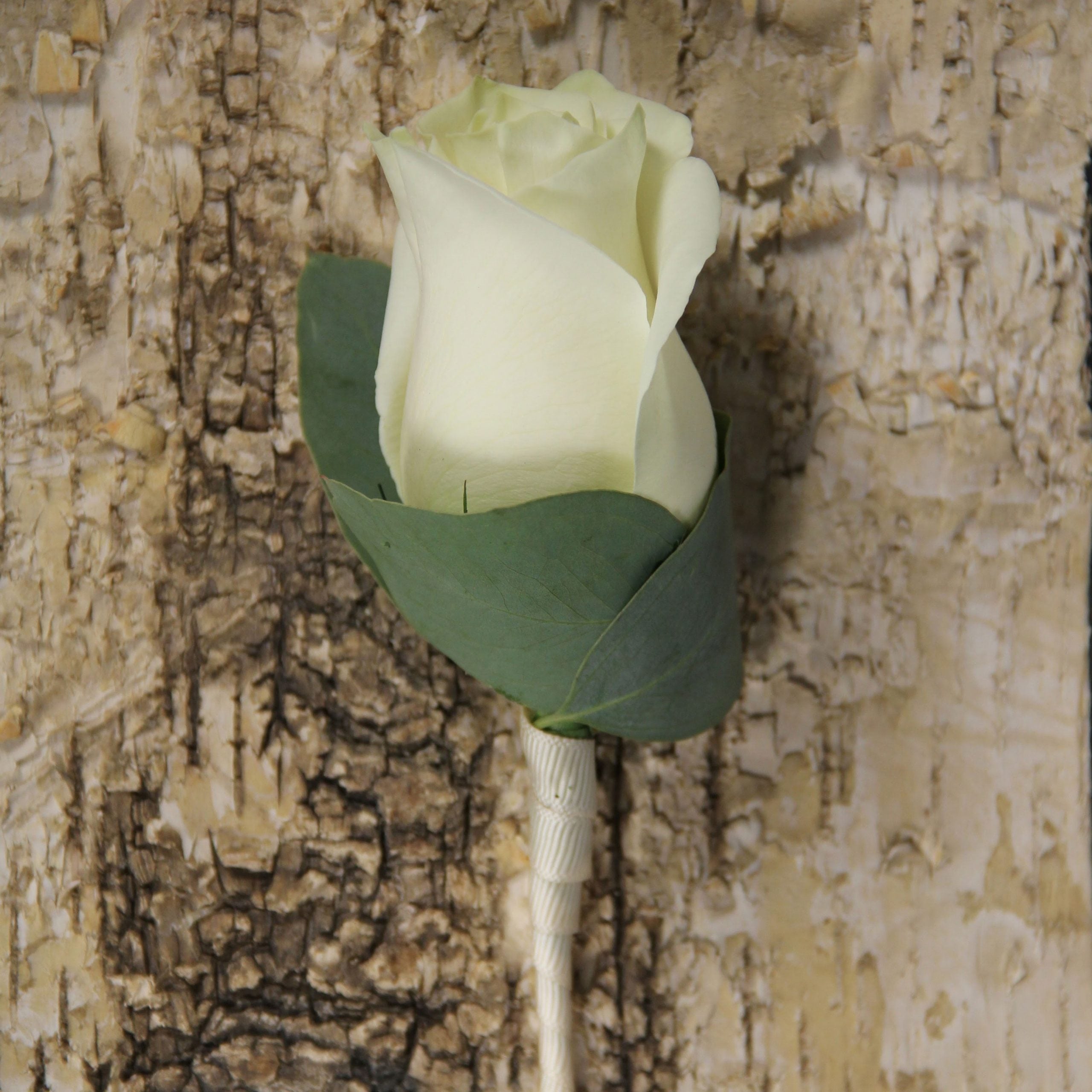 Single Rose – Greenwich Orchids