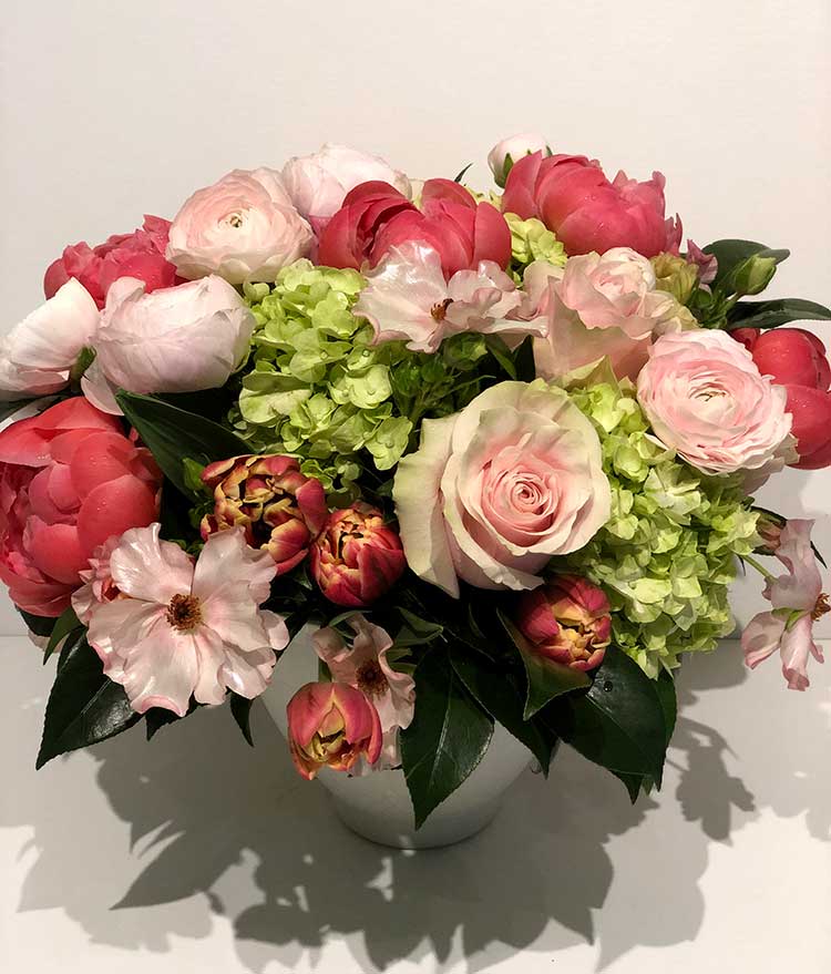 Pink Parfait – Greenwich Orchids